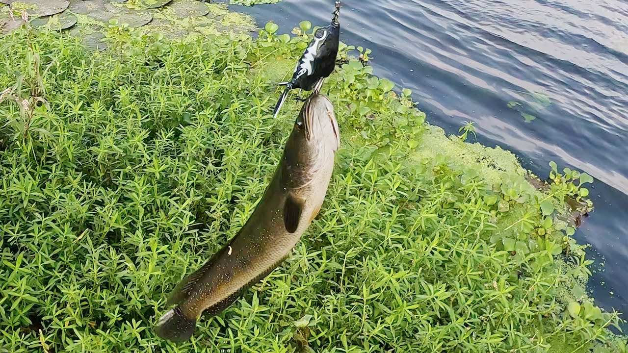 Snakehead fishing with lucana nova frog | Snakehead fishing India - YouTube