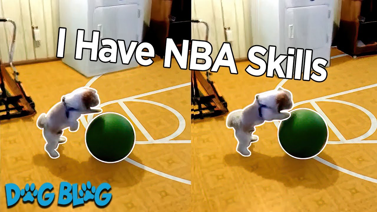 This Talented Pup Dribbles the Basketball Like a Paw-fect Pro - YouTube