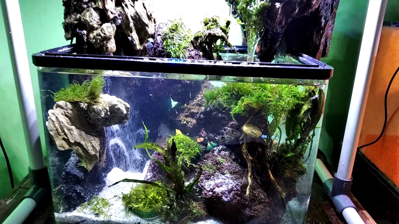 Aquascape dan paludarium - YouTube