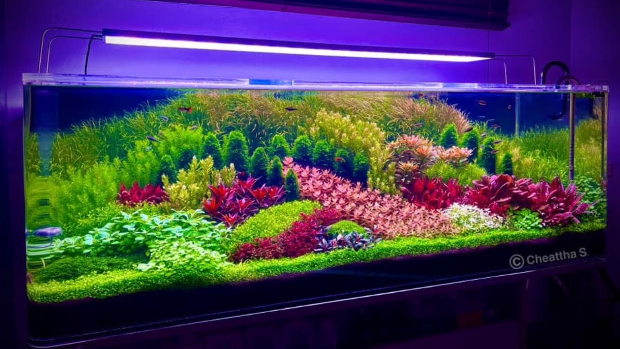 Most Beautiful Fish Tank Aquatic Masterpieces - Top 8 Amazing Aquarium ...