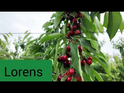 Swwit Lorenz  Gilas Növü .  Gizela 6 üzərində