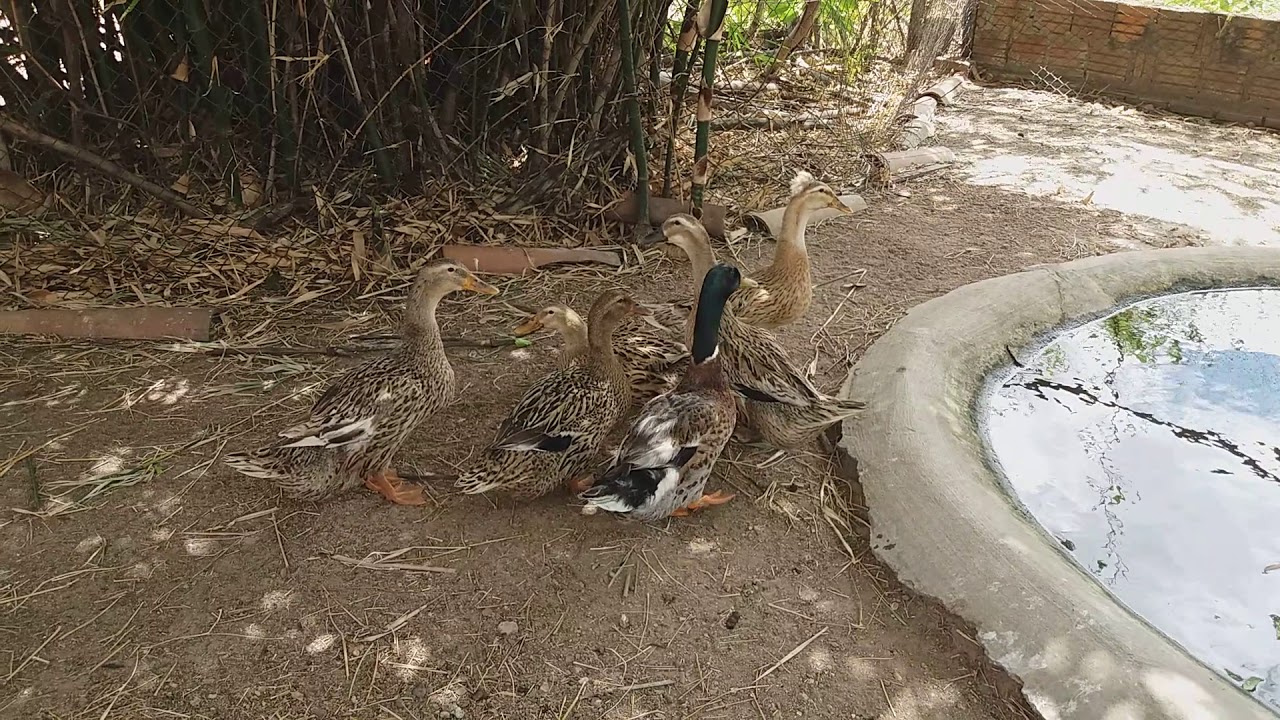 Marrecos Rouen - YouTube