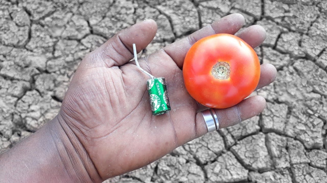 EXPERIMENT:_FIRECRAKER vs FRESH TOMATO_Dr Explode - YouTube