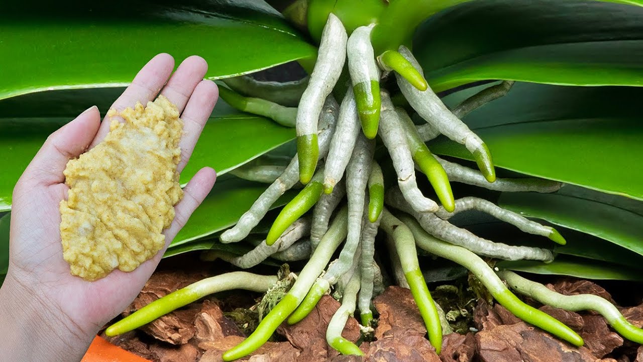 Pouring this substance into the orchid roots will continuously grow and ...