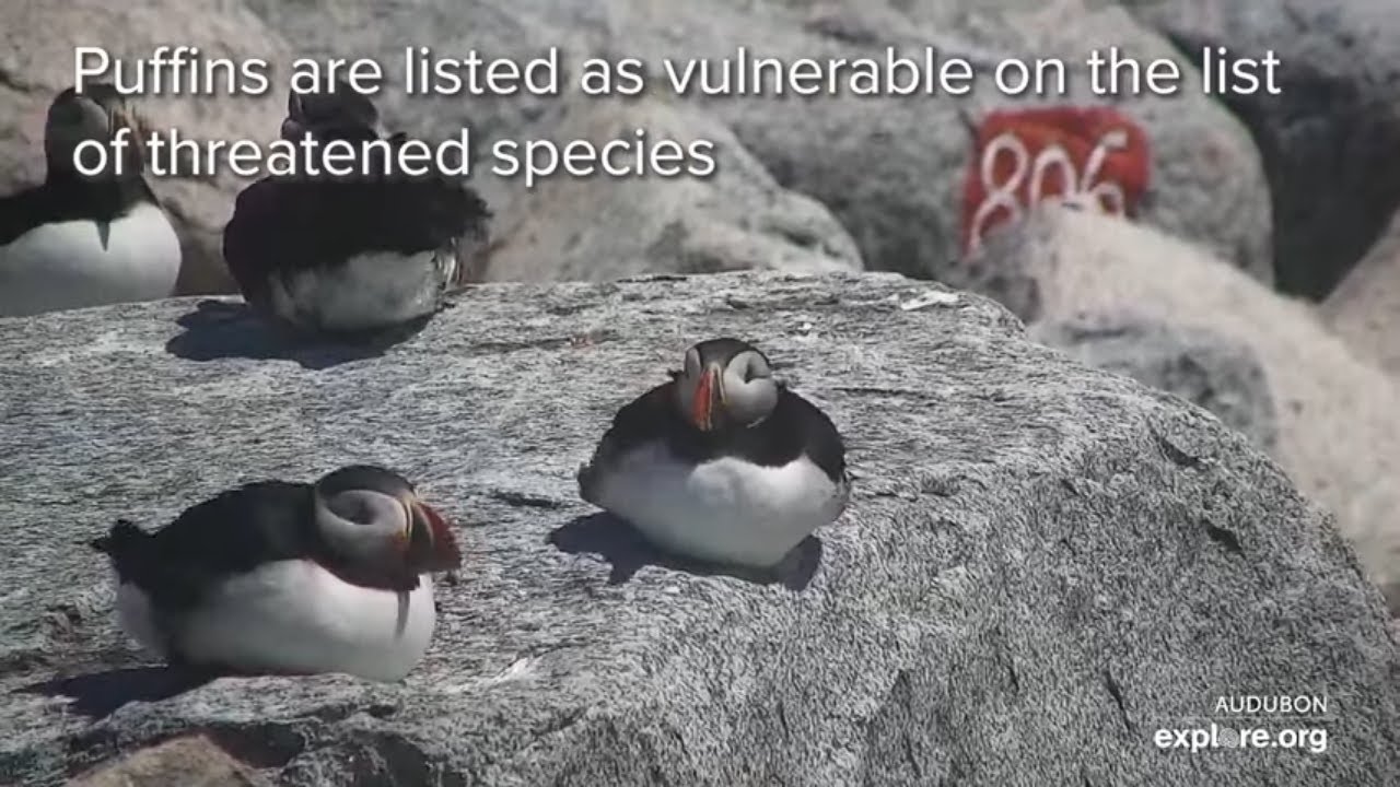 Project Puffin Restoring Puffins to Seal Island - YouTube