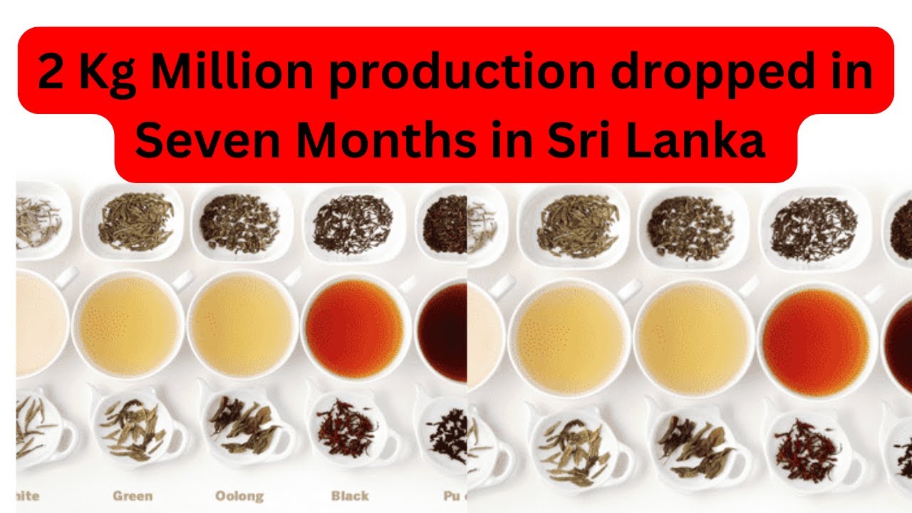 Why Ceylon Tea Production Declined in First Seven Months | #ceylontea - YouTube