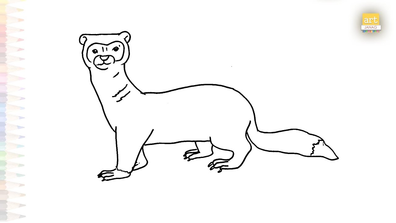 Black footed ferret drawing easy | Art tutorial | How to draw A Weasel ...