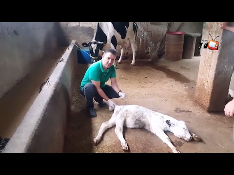 Buzağılarda Doğum Sonrası Dışkı Yapamama Sorunu Nedir? #hayvancılık #besicilik