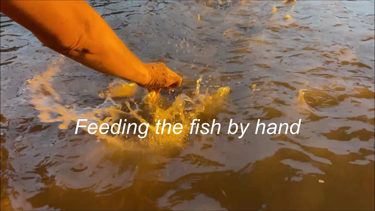 Feeding the fish by Hand in Thailand - YouTube