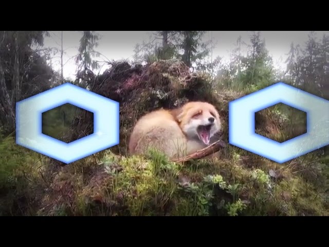 Fox Shine Memes Popularity Of The 'what Does The Fox Say' Meme