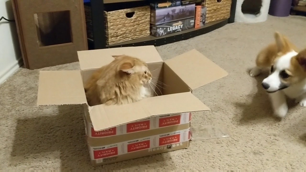 It's a kitty in a box! - YouTube