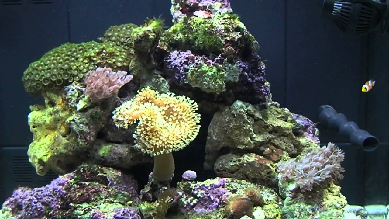 Kent Marine 94 Litre tank. Day 44 update. - YouTube