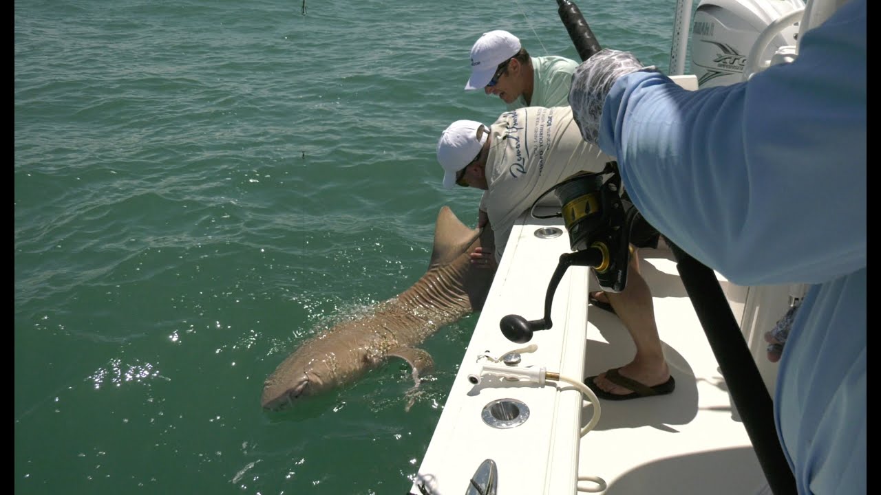 Southwest Florida Shark Fishing. Episode 1. Season 6 - YouTube