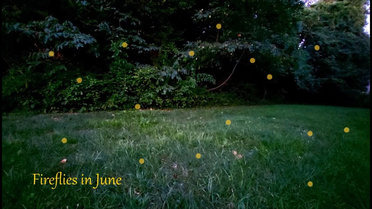 Fireflies in June, a chill Background with the sounds of summer - YouTube