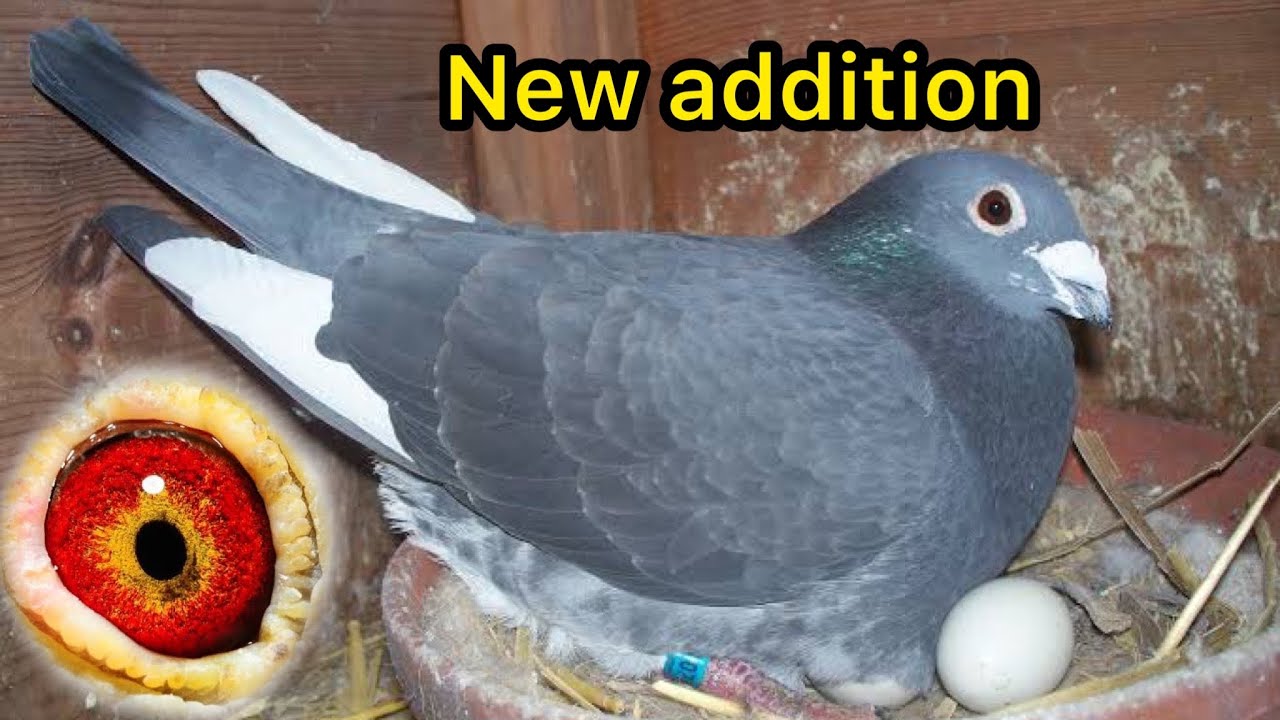 Pure Black Racing Pigeon’s pair added to our Loft | Imported Racing ...