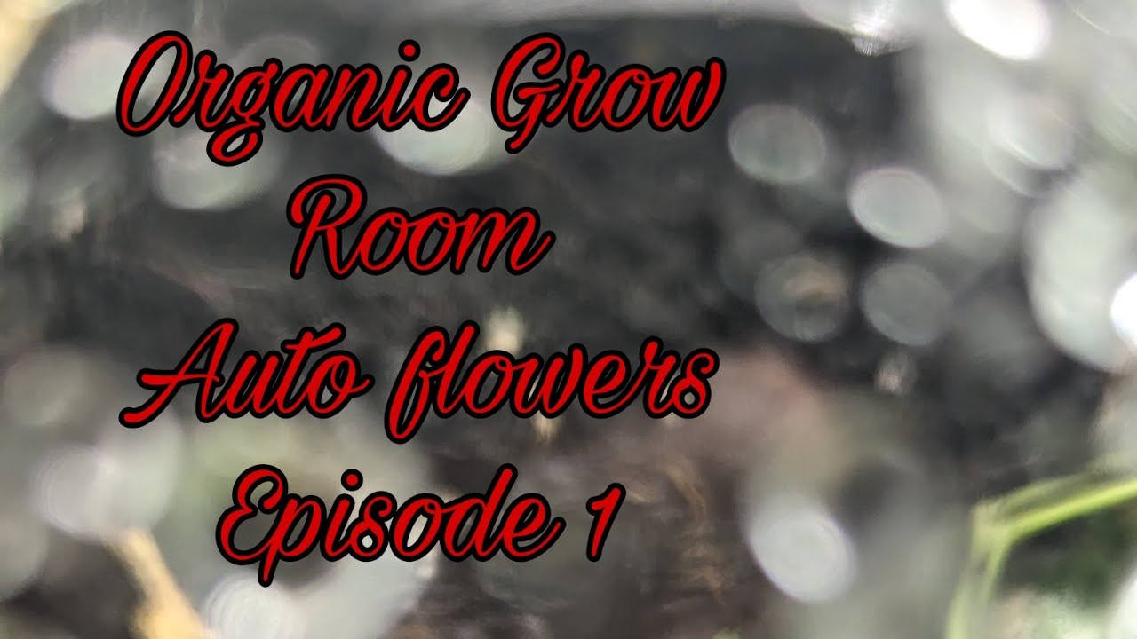 Skybuds Organic Grow Room AutoFlower Episode 1 - YouTube