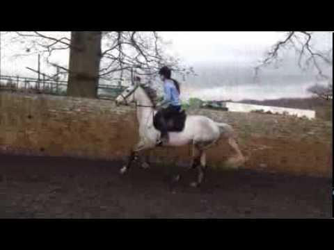 Donkey jumping (and update) - YouTube