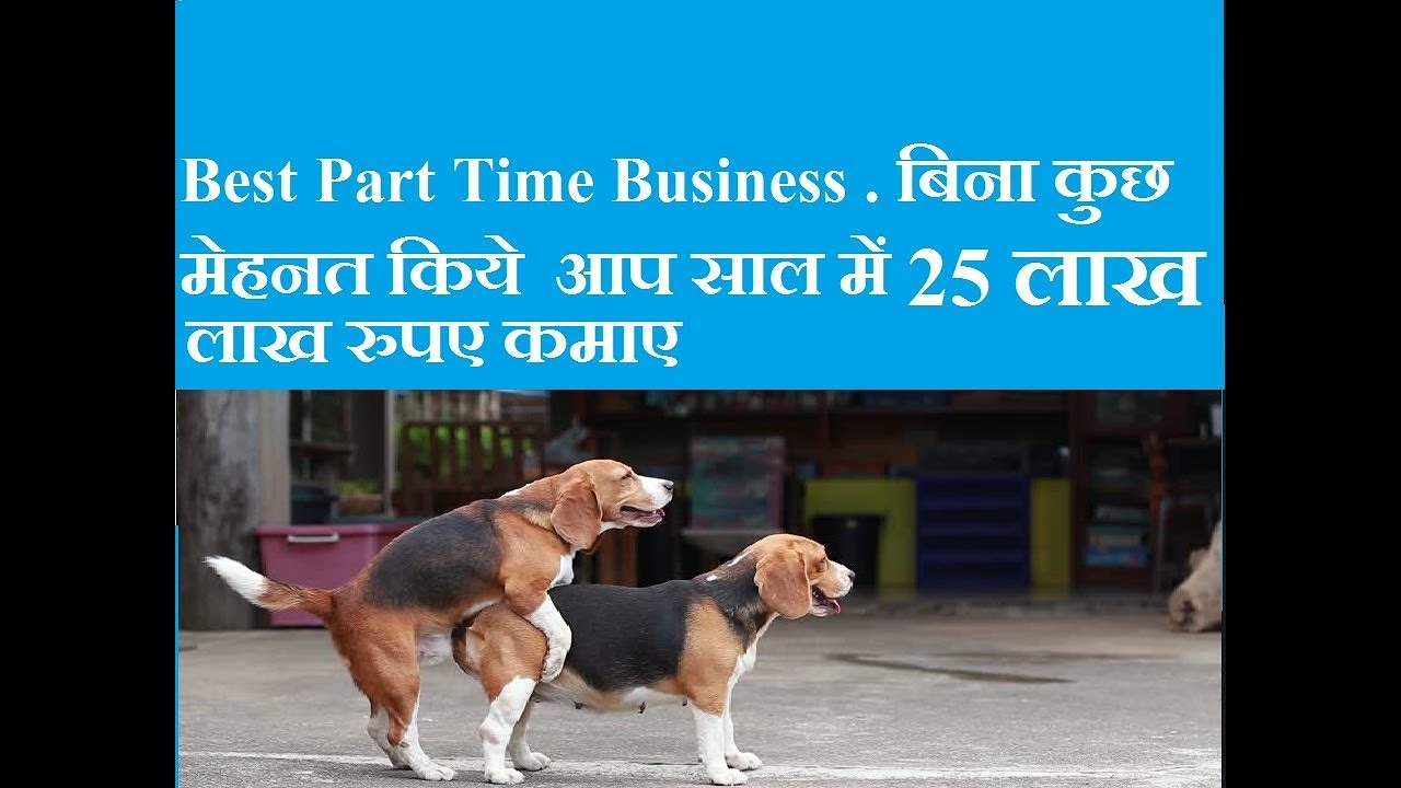Dog Farming Business ! Best Part time business - YouTube