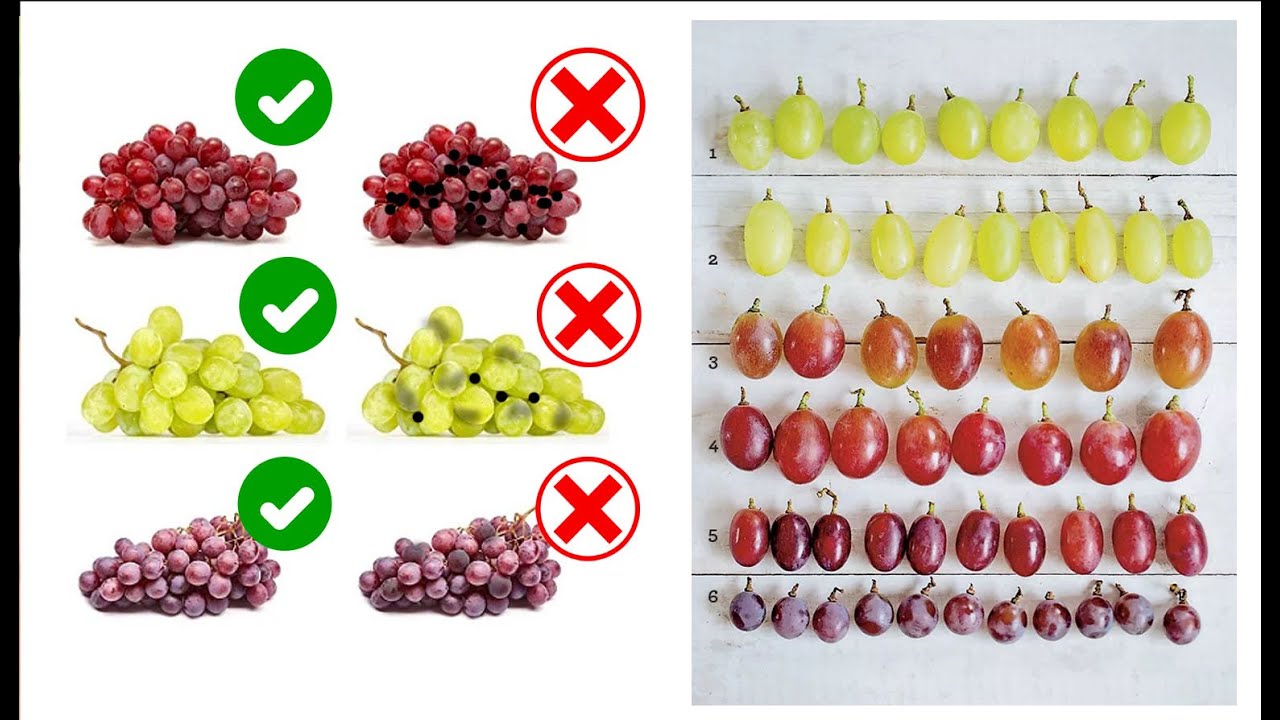 How to pick sweet juicy grapes every time! | 4 secret tips for choosing ...