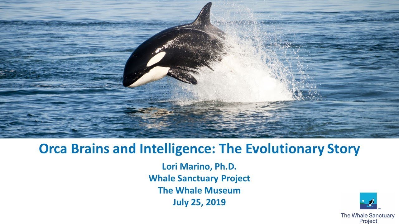 Orca Brains and Intelligence - Dr. Lori Marino at Whale Museum, Friday ...