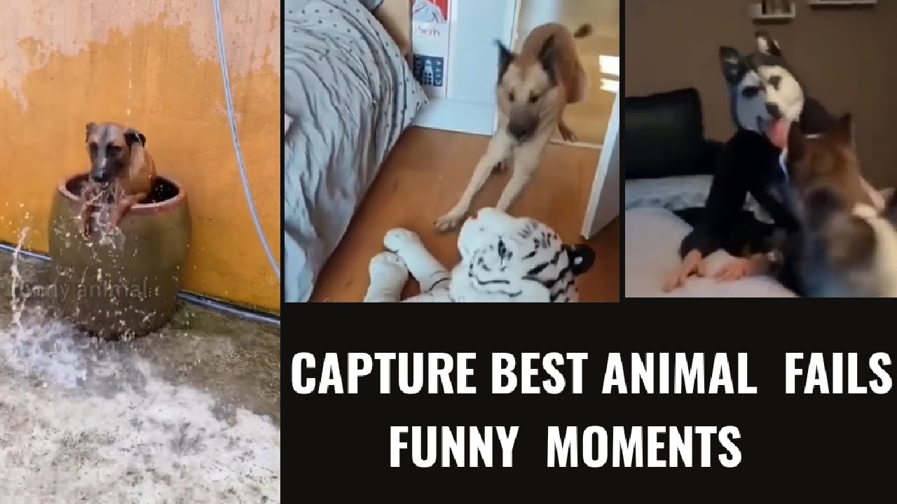 Animal Fails compilation. Best pets fails funny cute moments - YouTube