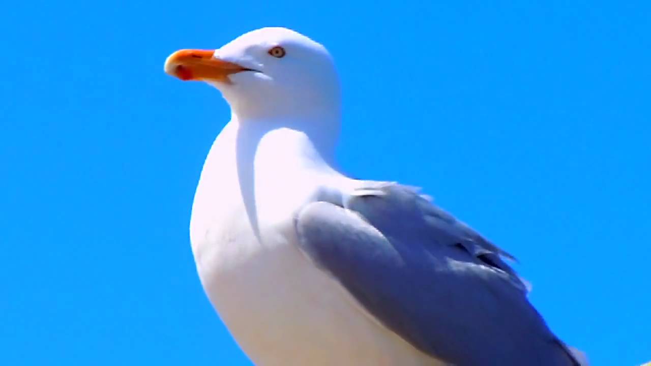 Nikon Coolpix S8000 720p HD Video Sample #1
