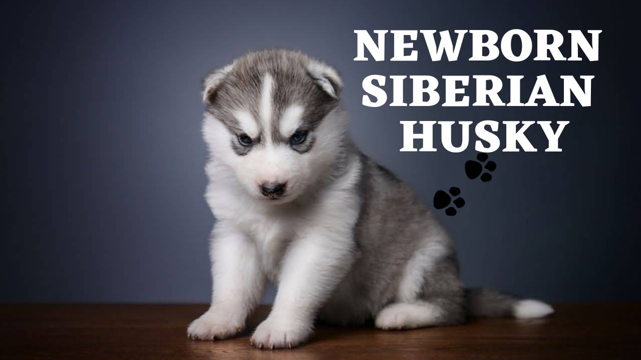 Husky puppy 2 first months - YouTube