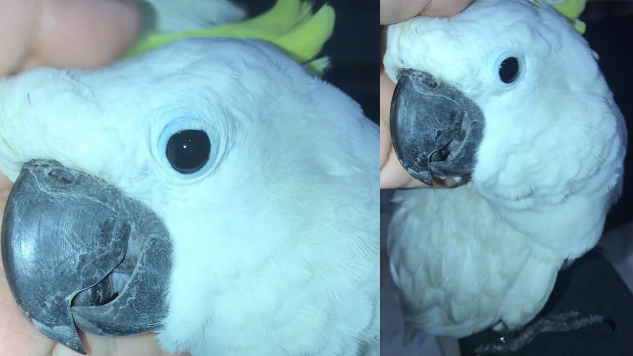 Boss Max 🦜 start listening and talking to me😁 my 7 months Cockatoo ...