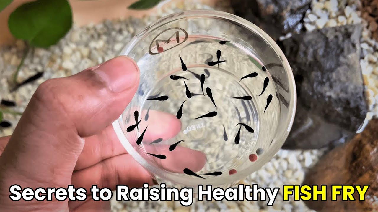 How to Raise Healthy Fry? | Secrets to Raising Healthy Fish Fry!! - YouTube