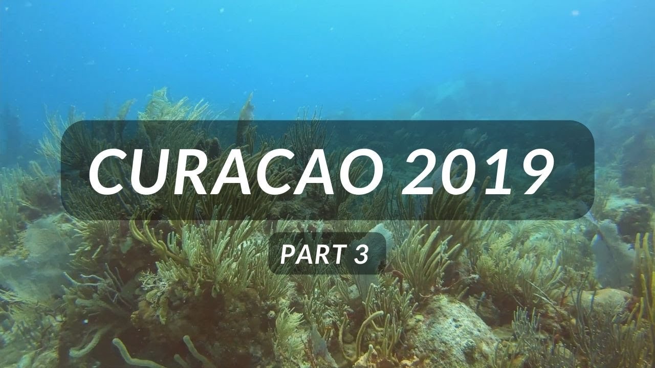 Shark encounter while scuba diving!! - (Curacao Part 3) - YouTube