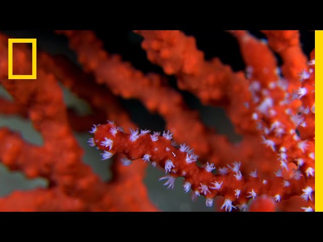 Red Coral Reef