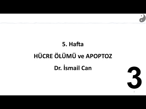 Hücre-B22: Apoptozis-3 (Hücresel Adaptasyon: Hipertrofi, Hiperplazi, Atrofi) | Dr. İsmail Can