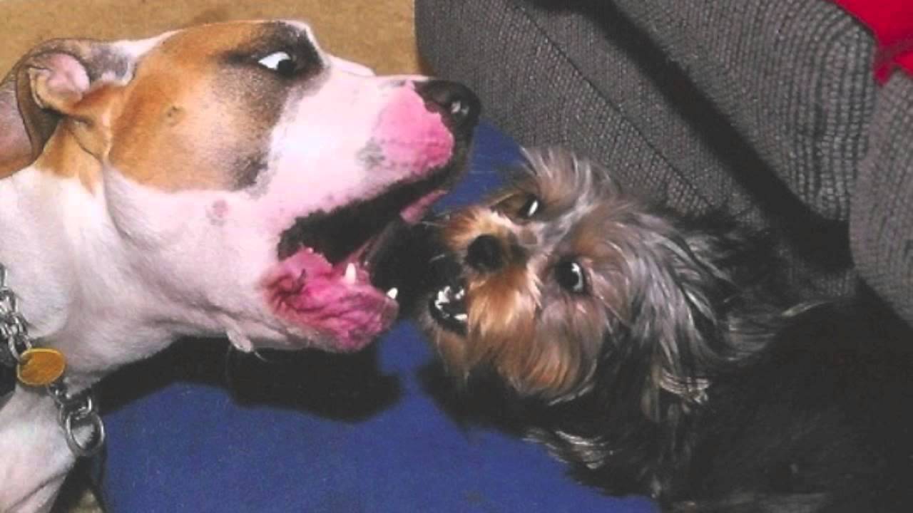 Caption this 2 dogs talking playing - YouTube