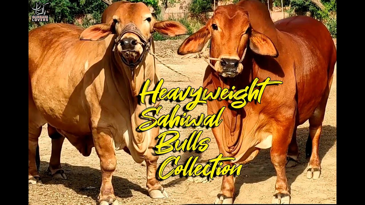 Heavyweight sahiwal bulls collection | Sahiwal bull in Pakistan ...
