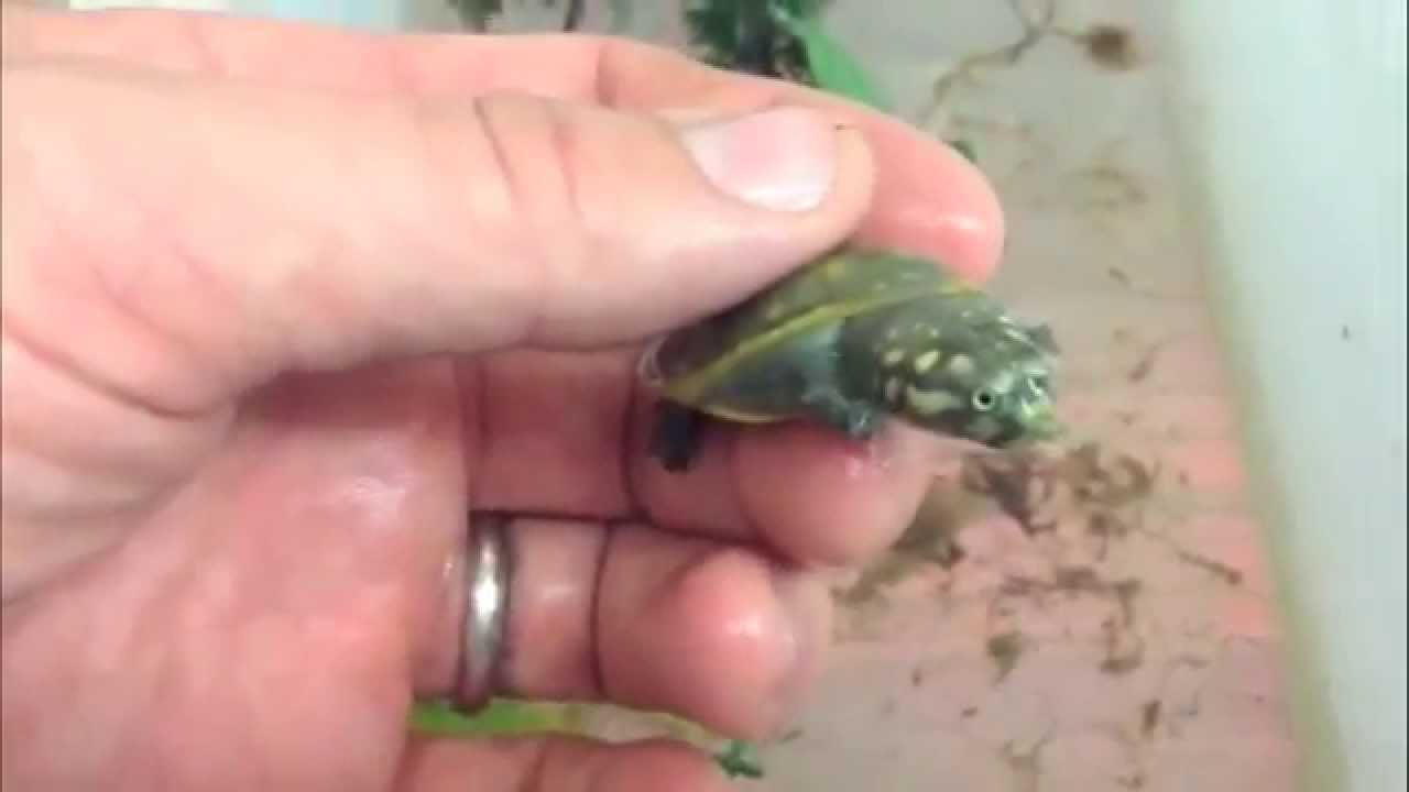 Rare Baby Turtle Collection - YouTube