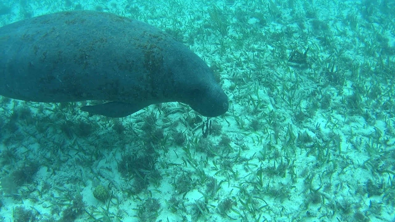 Caye Caulker, Belize, snokeling trip - YouTube