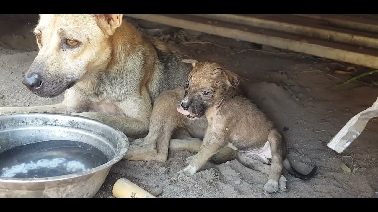 Help to feed poor puppies - YouTube