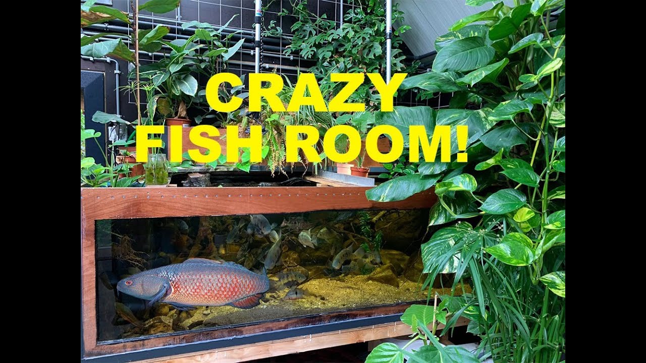 Amazing Fish Room Tour - Big Tanks - Big Fish - YouTube
