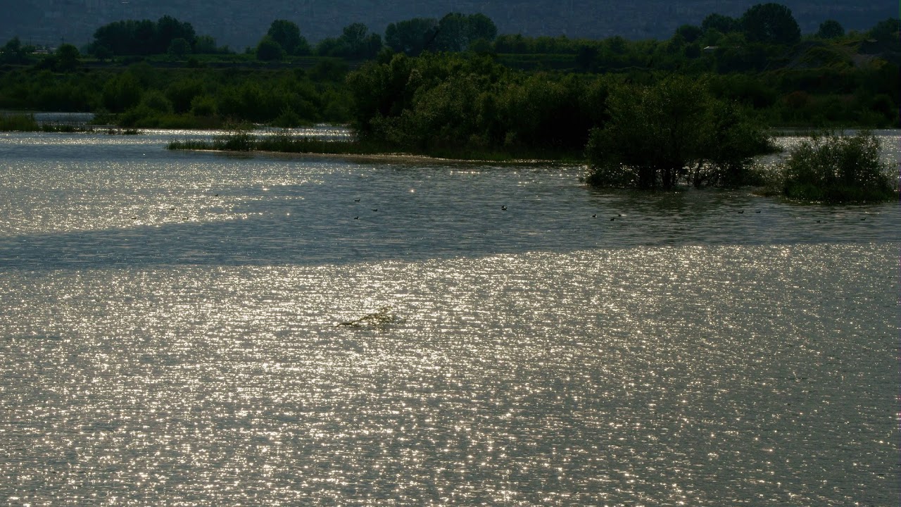 ADULT SWIM BUMP - Sparkling sea 7 - YouTube