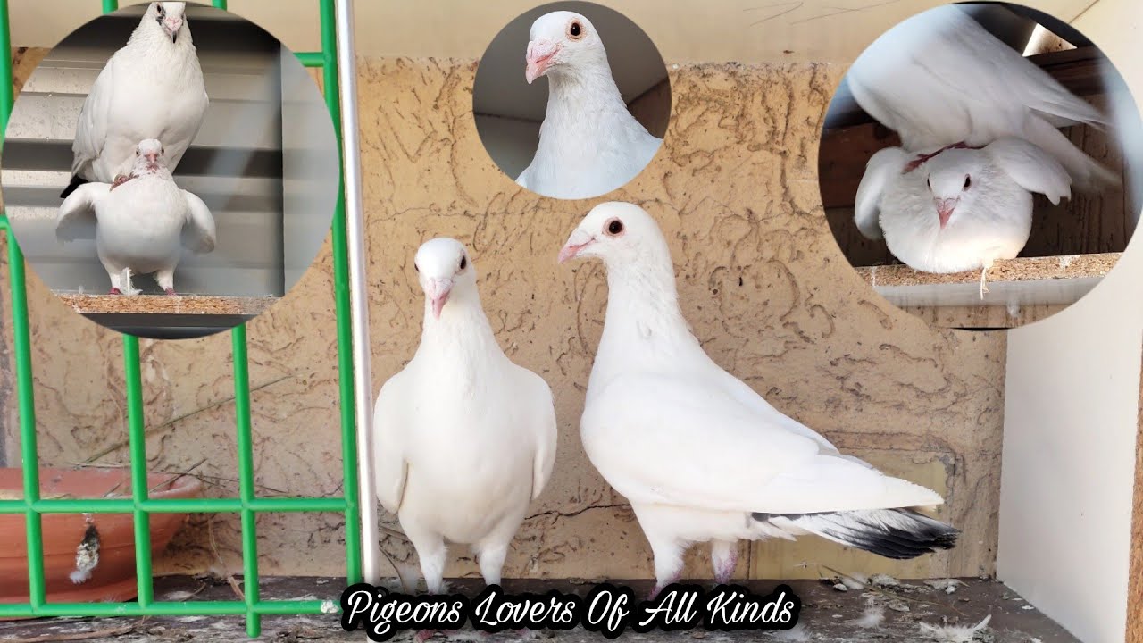 White Racing Pigeon - YouTube