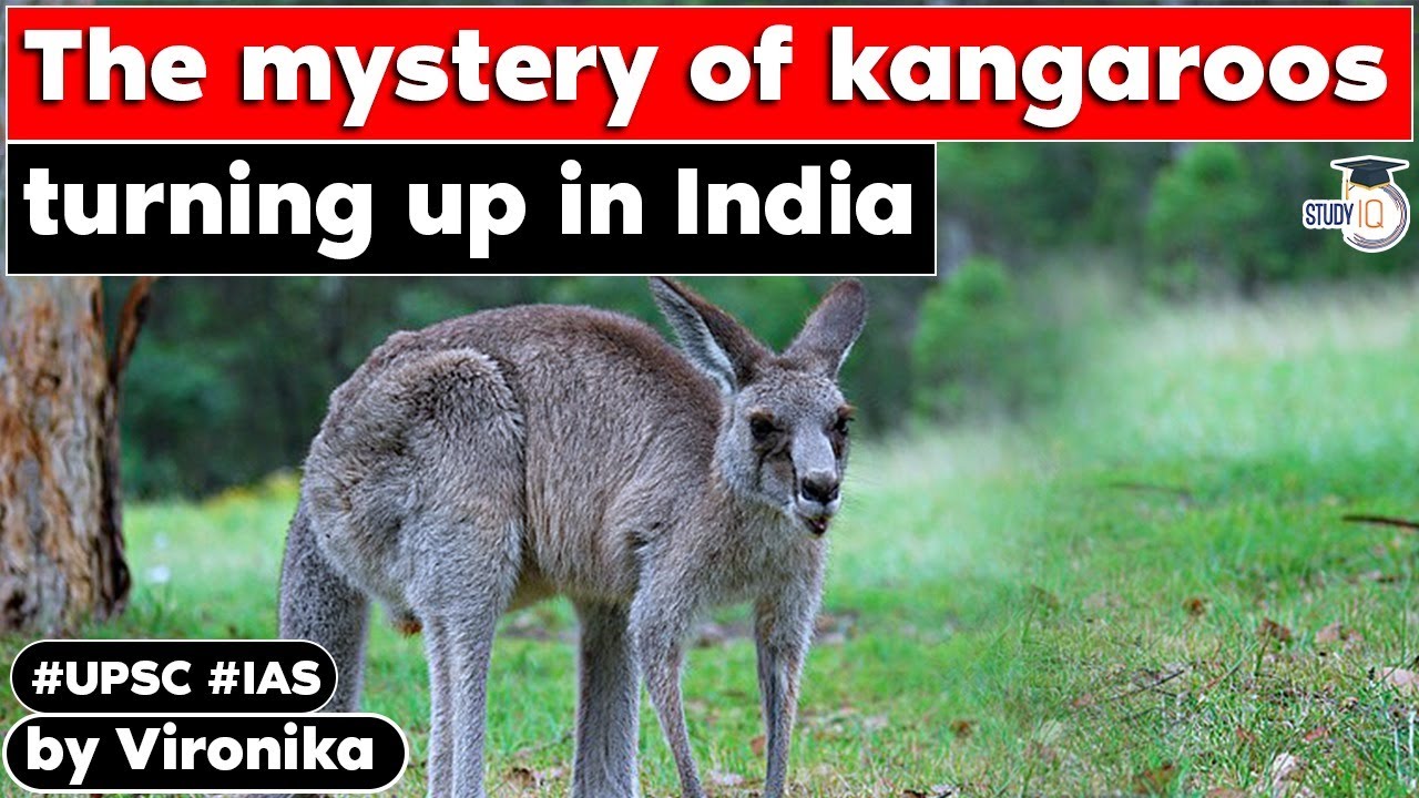 The Mystery of Kangaroos turning up in India why? | Know all about it ...