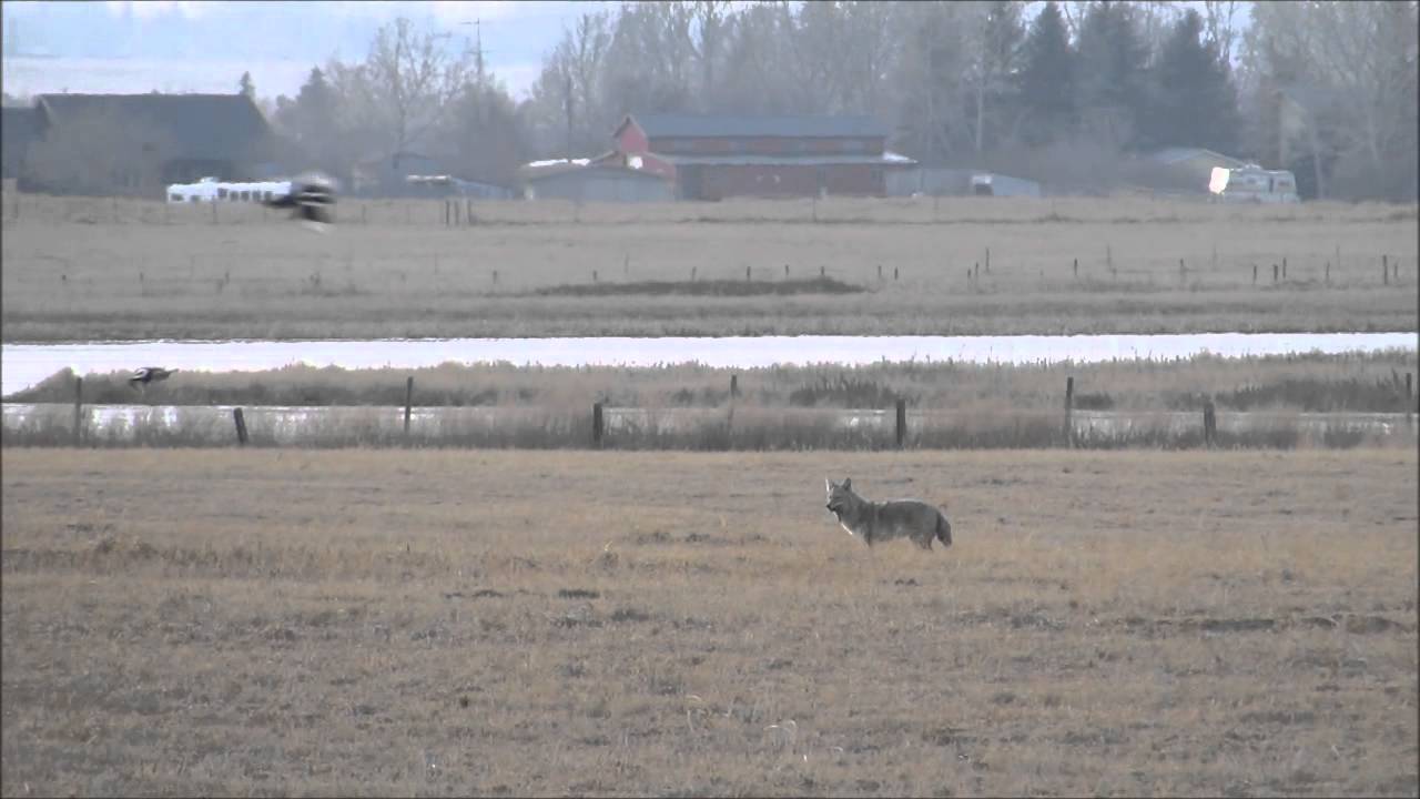 A coyote and a Bald Eagle hunt gophers - YouTube