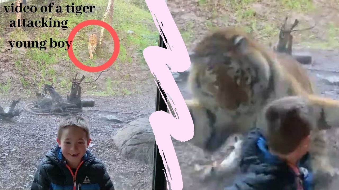 tiger attacks young boy at zoo (viral on twitter) - YouTube