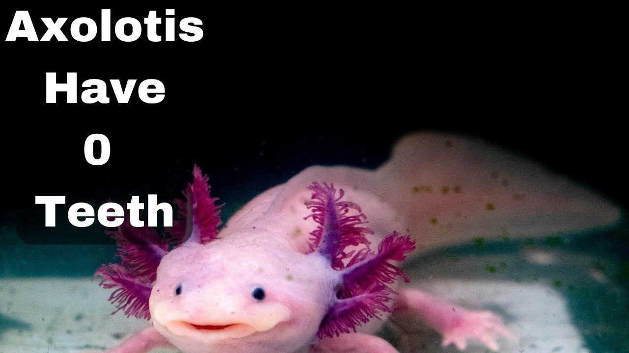 Axolotl Facts for Kids | 5 INTERESTING AXOLOTL FACTS | #axolotl - YouTube