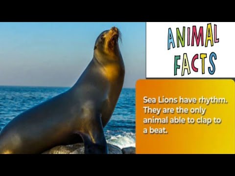 Sea Lions have rhythm. They are the only animal known to be able to ...