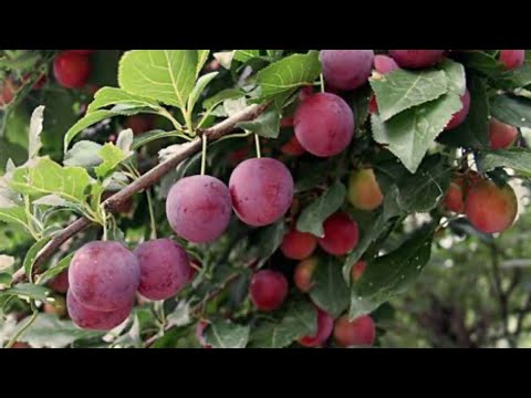 Chickasaw Plum Florida native fruit tree - YouTube