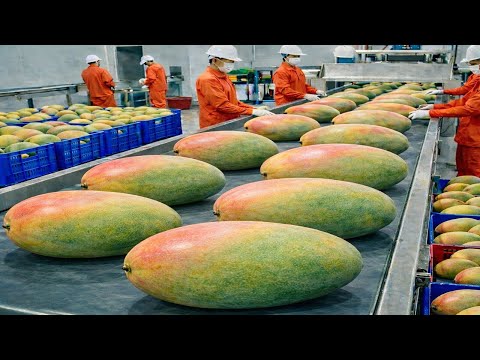 Inside the Largest High-Tech Mango Processing Factory You’ve Never Seen Before (Full Process)