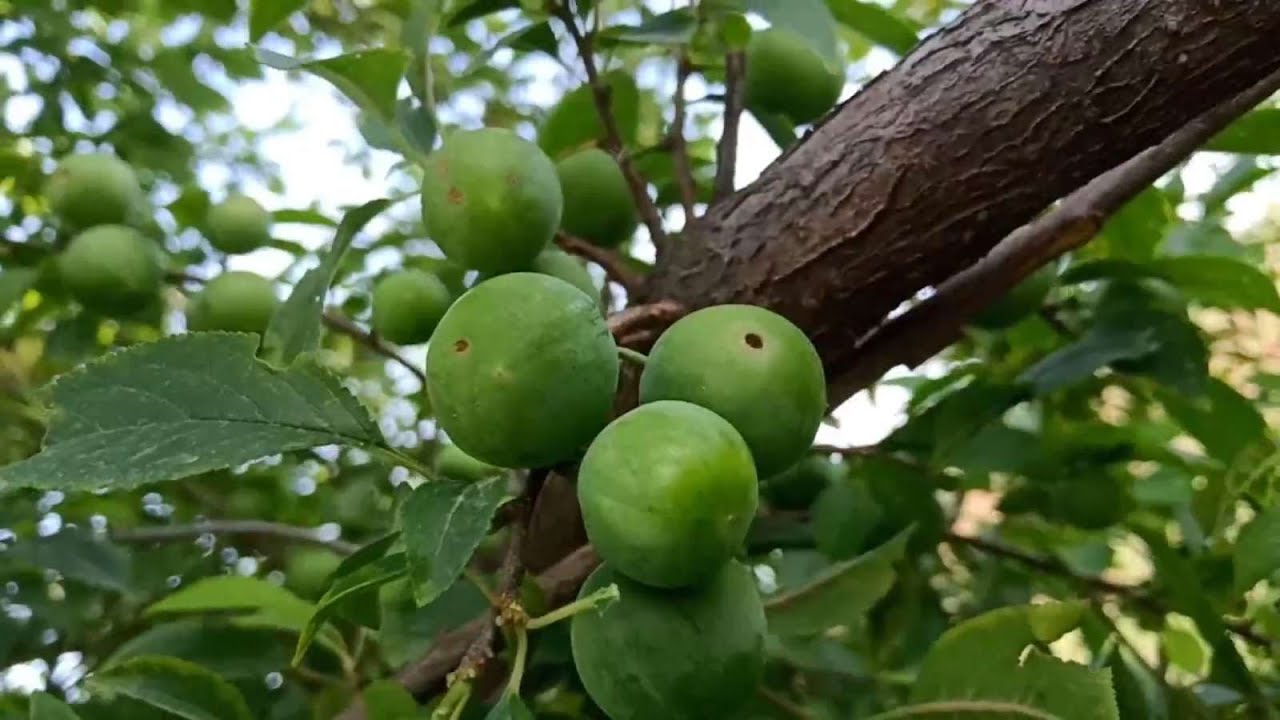 Aluchi ka plant vlog | Ayaz raaj | village ki fresh alochi vlog ...