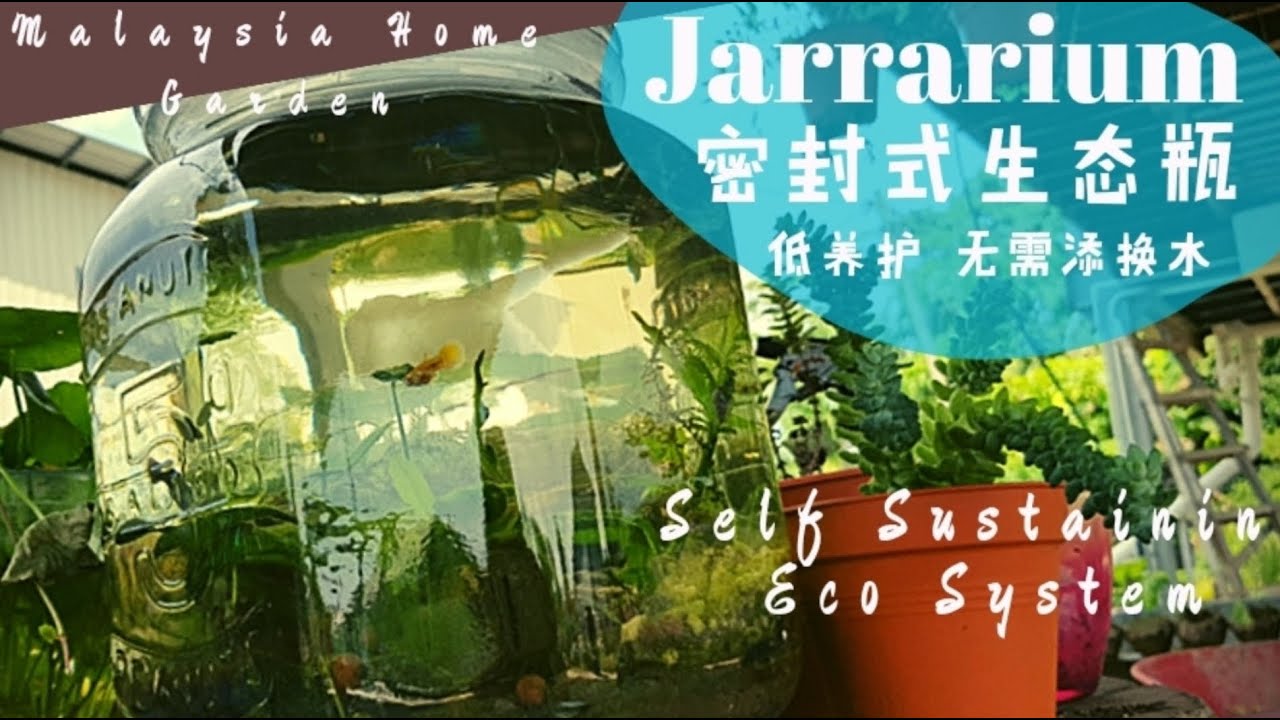生态瓶 生态缸 懒人缸 不用换水 生态瓶教程 Tutorial /Nature fish tank | Ecosphere Jarrarium | Self sustaining Eco ...