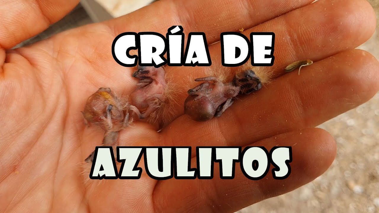 🐣Puesta de azulitos de cabeza azul o de Tanzania en voladera ...